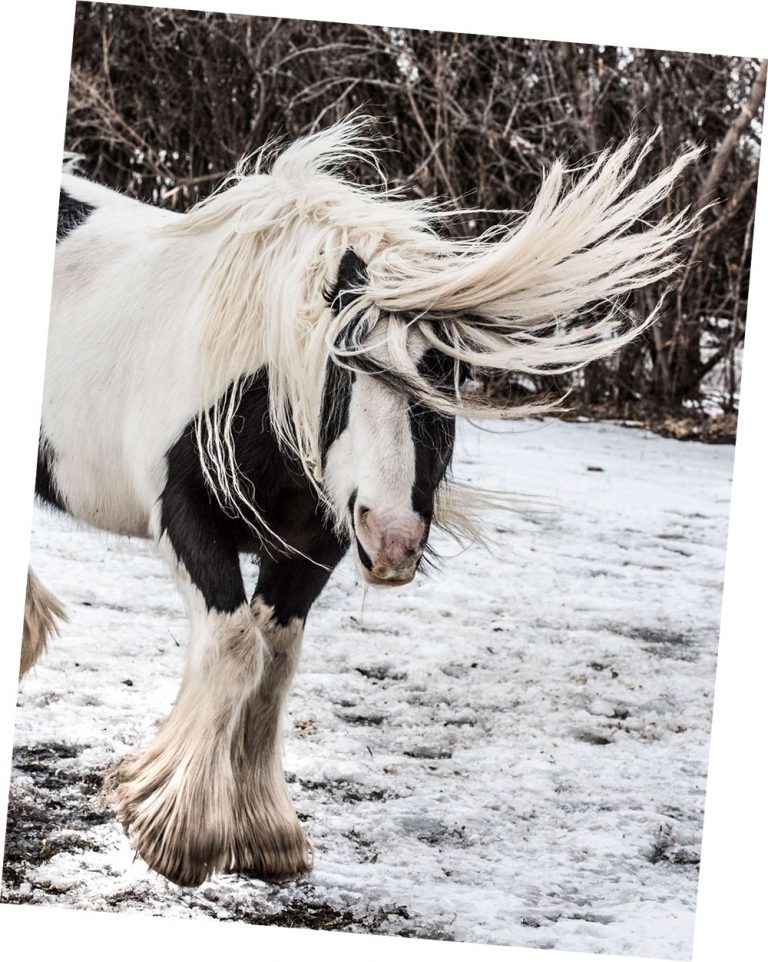 The Breed | River Lane Ranch