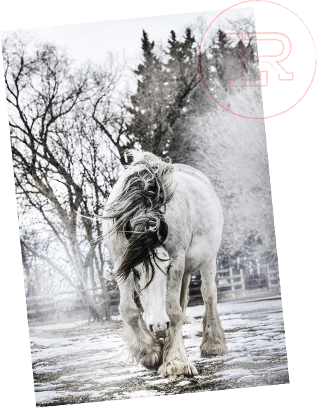 River Lane Ranch | Healing with Horses