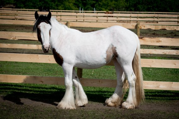 Mares For Sale | River Lane Ranch