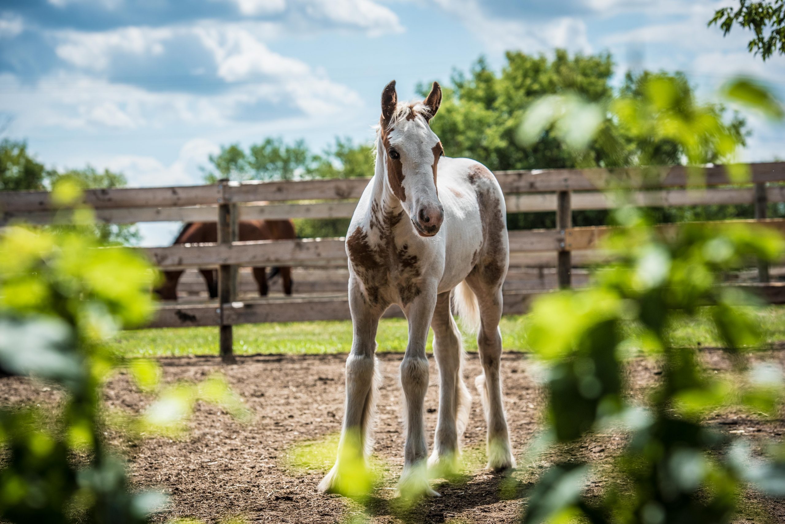 Fillies For Sale | River Lane Ranch
