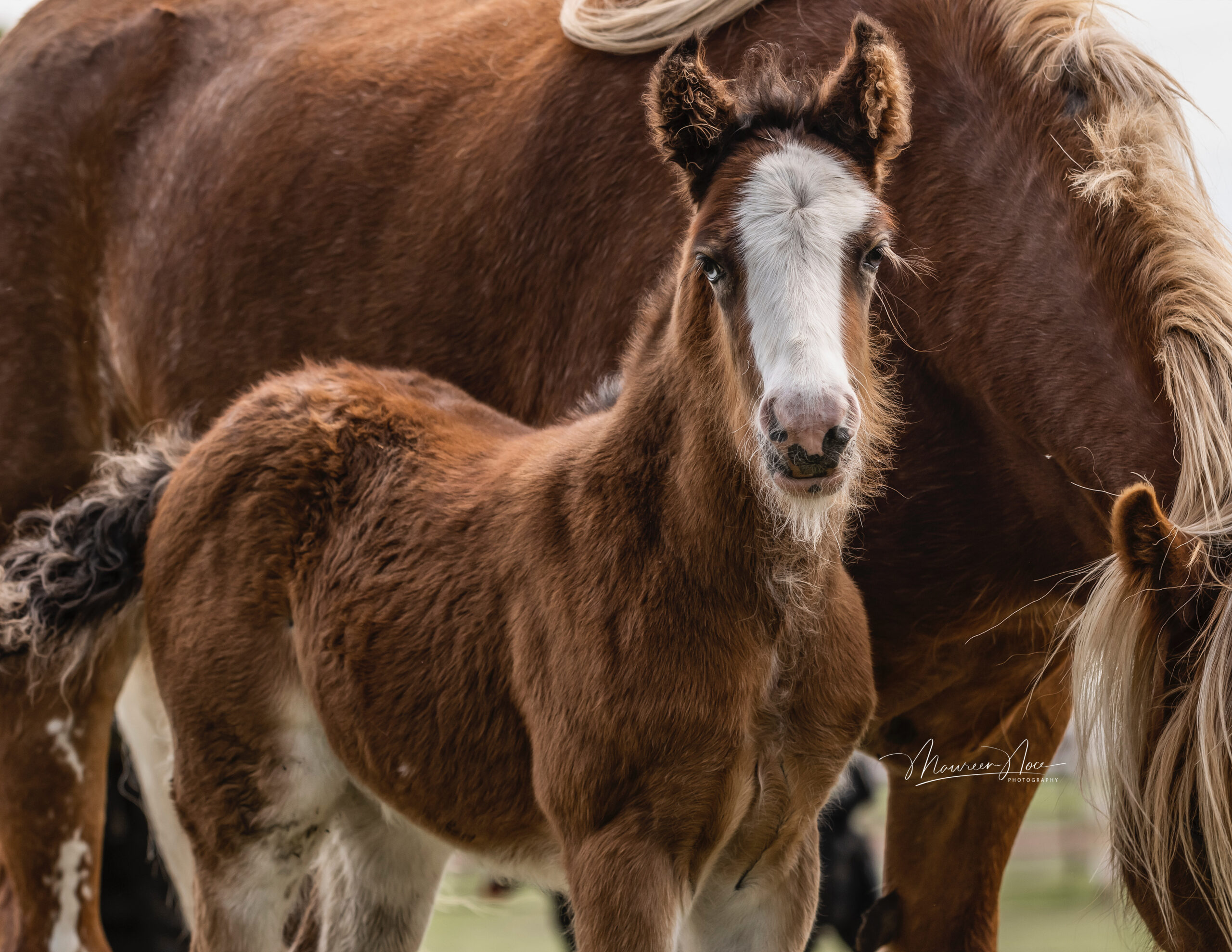 Fillies | River Lane Ranch