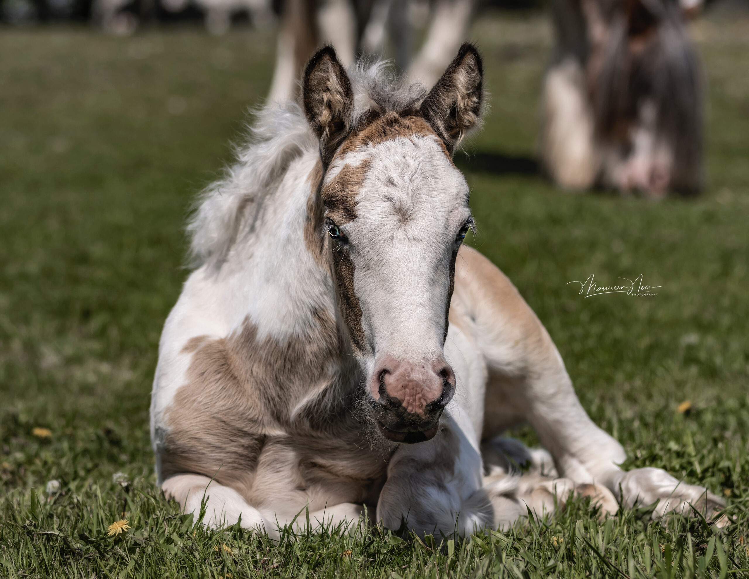 Fillies For Sale | River Lane Ranch